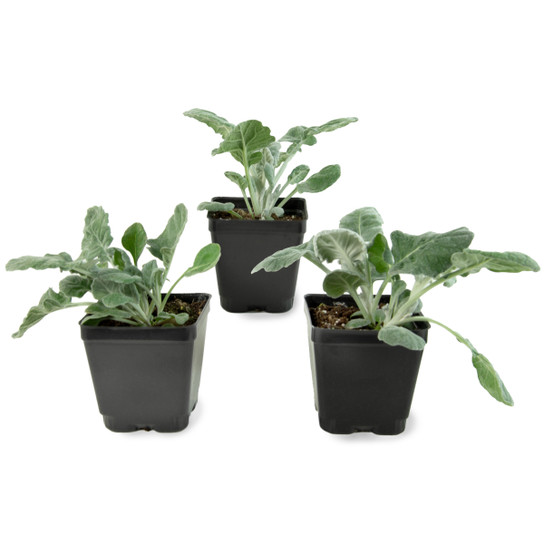 Silver Swirl Centaurea | Plant Addicts