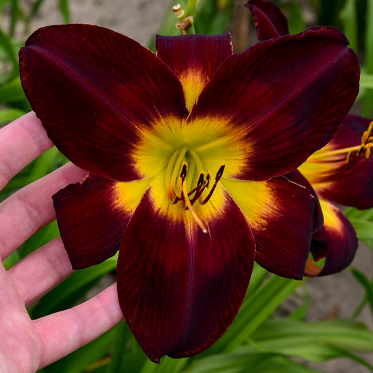 Rainbow Rhythm® Persian Ruby Daylily | Plant Addicts