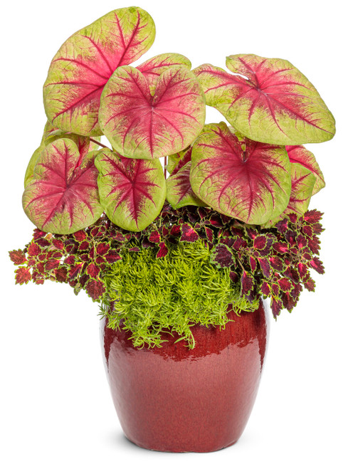 ColorBlaze® Cherry Drop Coleus | Plant Addicts