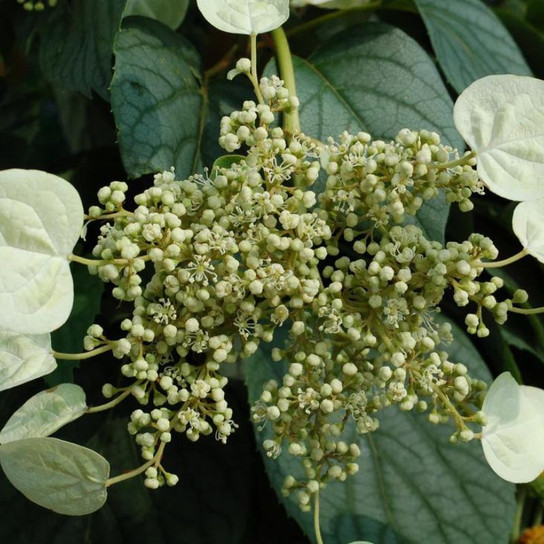 Moonlight Climbing False Hydrangea | Plant Addicts