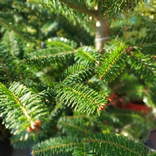 Balsam Fir Tree | Plant Addicts