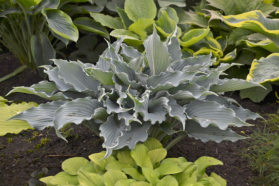 Shadowland® Waterslide Hosta | Plant Addicts