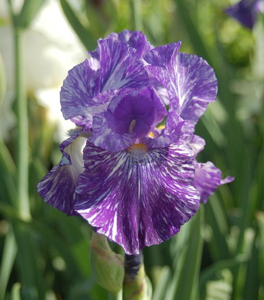 Batik German Bearded Iris | Plant Addicts
