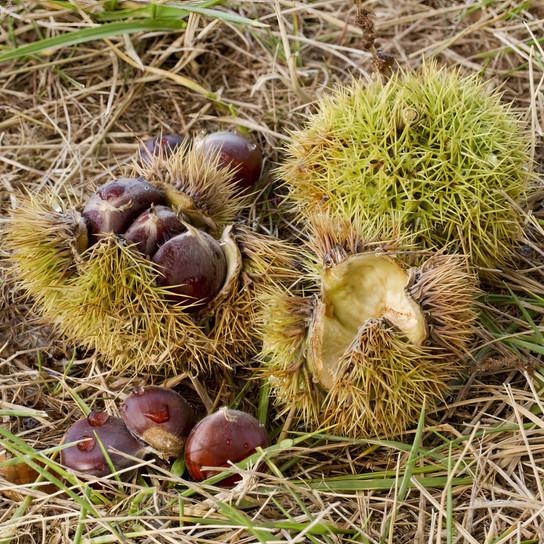 Chinese Chestnut Tree | Plant Addicts