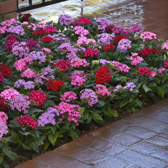 Star Bright Mix Pentas | Plant Addicts