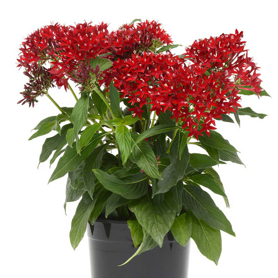 Lucky Star Red Pentas | Plant Addicts