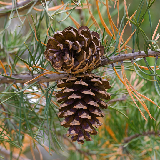 Virginia Pine Tree | Plant Addicts