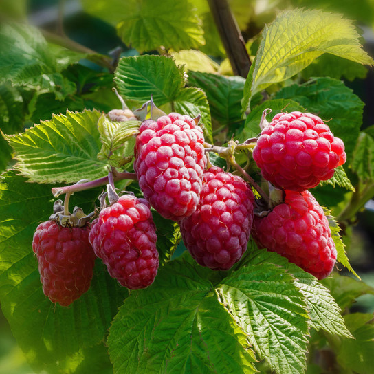 Thornless Caroline Raspberry | Plant Addicts