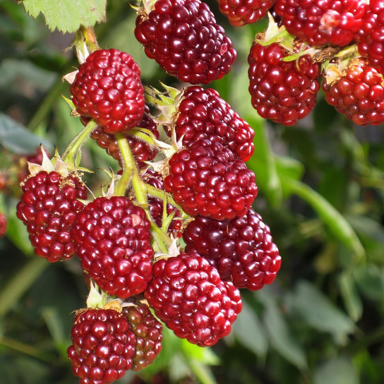 Thornless Caroline Raspberry | Plant Addicts