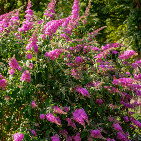 Dwarf Dapper® Pink Butterfly Bush | Plant Addicts