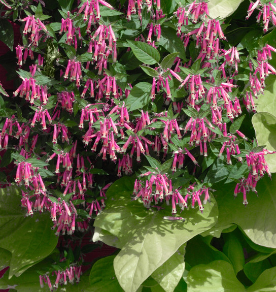 Starfire Pink Cuphea | Plant Addicts