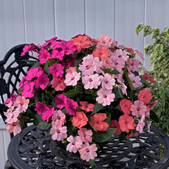 SunPatiens® Colorful Impatiens Collection | Plant Addicts