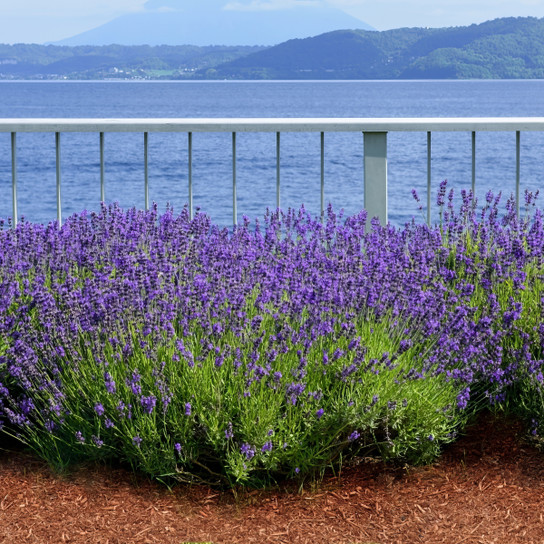 Layla™ Presto Blue Lavender | Plant Addicts