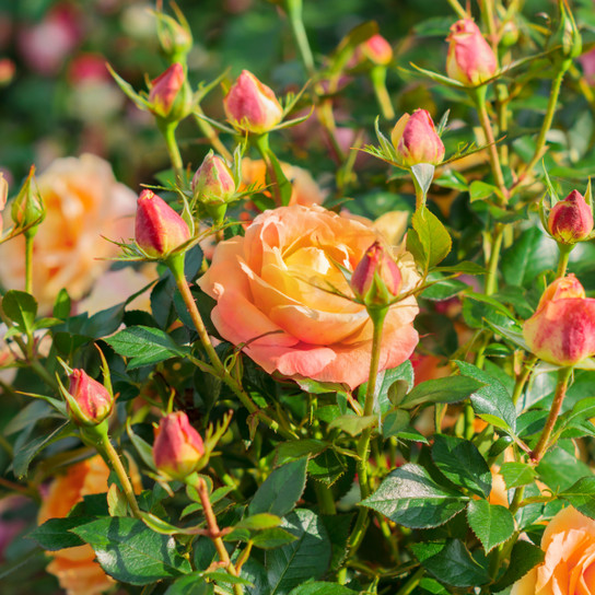 Fiesta Veranda® Rose | Plant Addicts