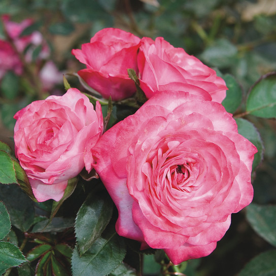 Baby Paradise Miniature Rose | Plant Addicts