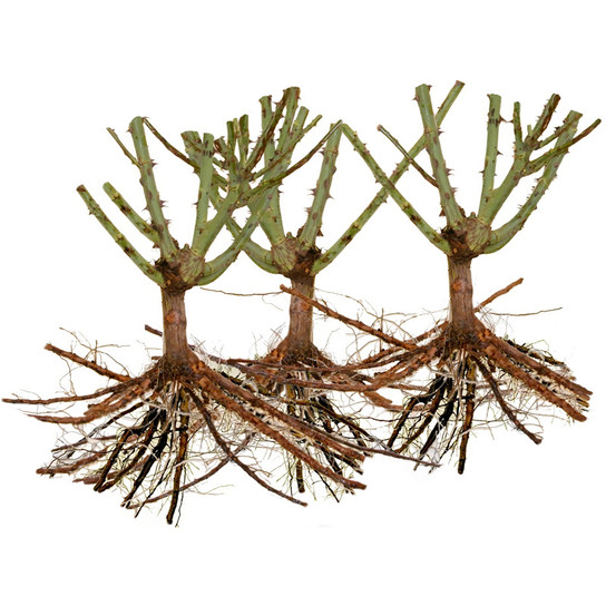 Scentables™ Bouquet Rose Collection | Plant Addicts