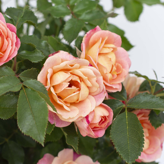 Sunblaze® Peach Rose | Plant Addicts