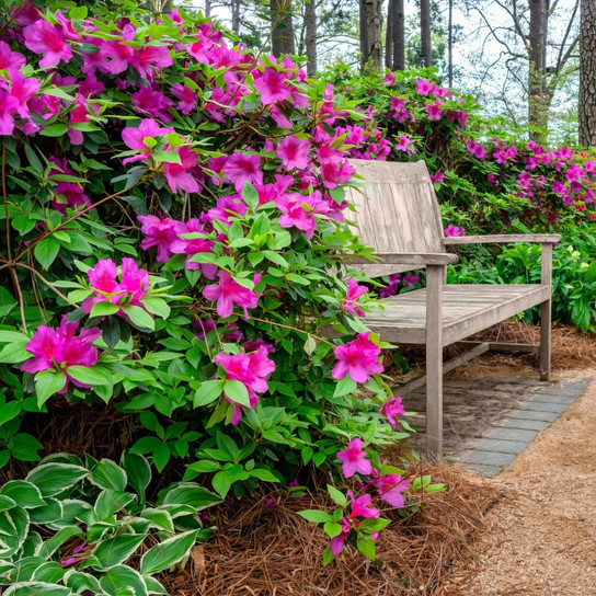 Autumn Amethyst Encore Azalea | PlantAddicts.com