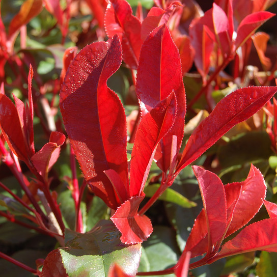 Dynamo Red™ Photinia | Plant Addicts