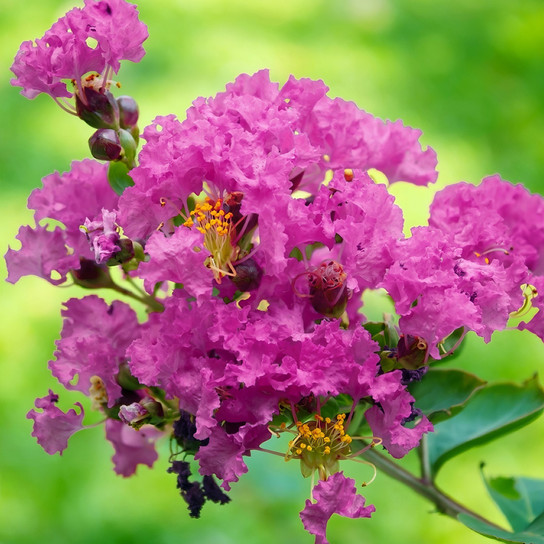 Enduring Fuchsia™ Crape Myrtle | Plant Addicts