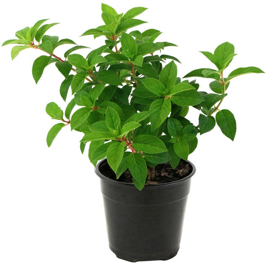 Strawberry Sundae Hydrangea Tree | Plant Addicts