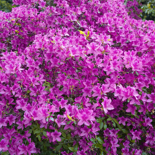 Autumn Lilac Encore Azalea | PlantAddicts.com