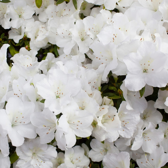 Girard's Pleasant White Evergreen Azalea | PlantAddicts.com