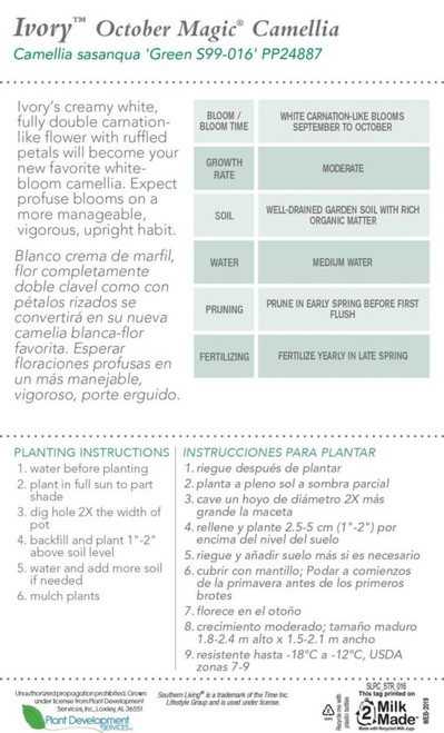 October Magic Ivory Camellia | PlantAddicts.com