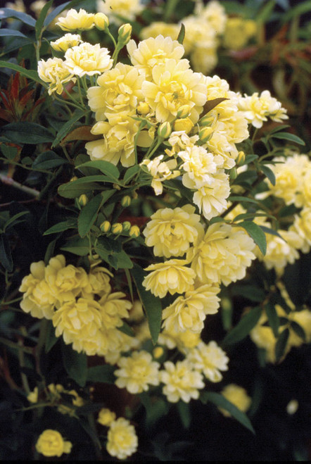 Yellow Lady Banks Climbing Rose | PlantAddicts.com
