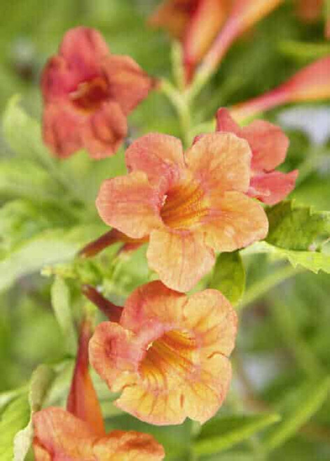 Bells of Fire Tecoma - Esperanza | PlantAddicts.com
