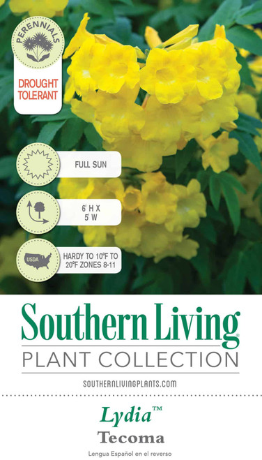 Lydia Tecoma | PlantAddicts.com