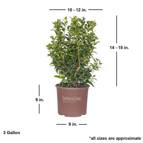Oakland Holly | Plant Addicts