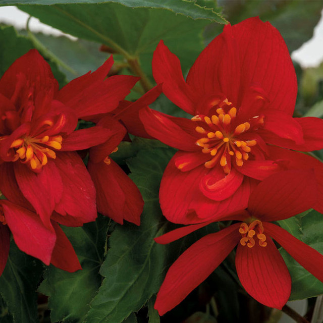 Surefire® Red Begonia | Plant Addicts