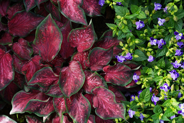 Heart to Heart® Scarlet Flame Caladium | Plant Addicts