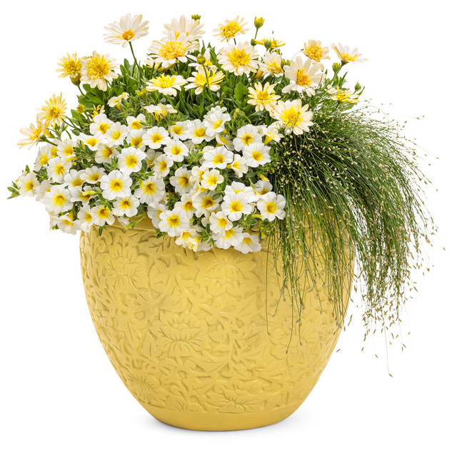 Superbells® Over Easy Calibrachoa | Plant Addicts