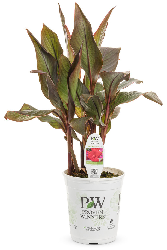 Toucan® Scarlet Canna Lily | Plant Addicts