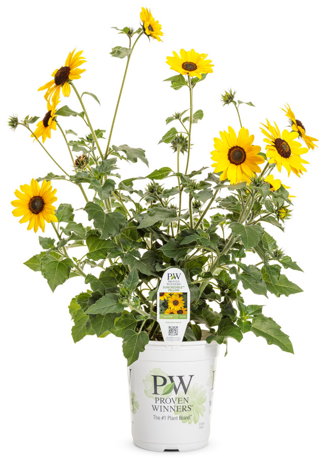 Suncredible® Yellow Sunflower | Plant Addicts
