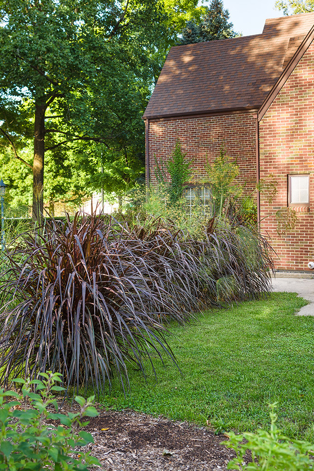 Graceful Grasses® Vertigo® Purple Fountain Grass | Plant Addicts