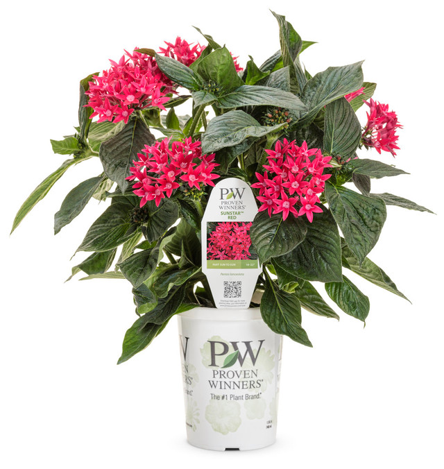 Sunstar® Red Egyptian Star Flower | Plant Addicts