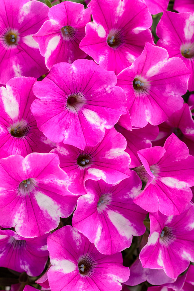 Supertunia® Raspberry Rush Petunia | Plant Addicts