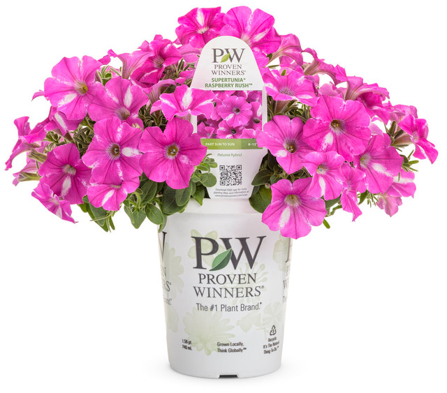 Supertunia® Raspberry Rush Petunia | Plant Addicts