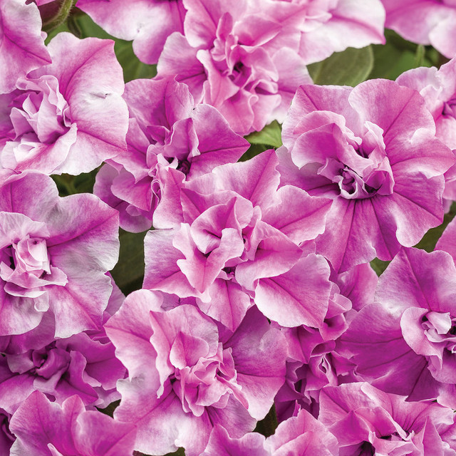 Petunias For Sale | Plant Addicts