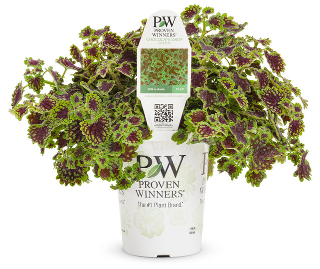 ColorBlaze® Chocolate Drop Coleus | Plant Addicts