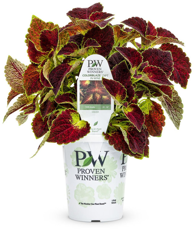 ColorBlaze® Dipt in Wine Coleus | Plant Addicts