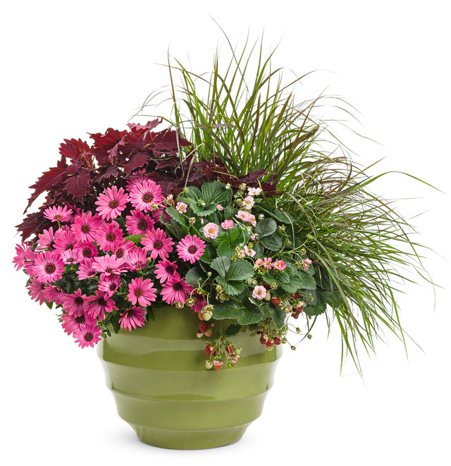 ColorBlaze® Royale Cherry Brandy® Coleus | Plant Addicts