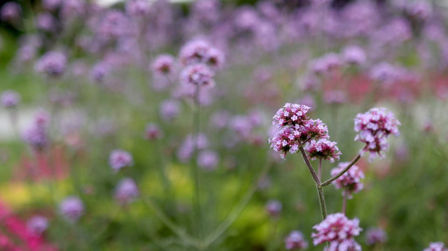 Meteor Shower® Verbena | Plant Addicts