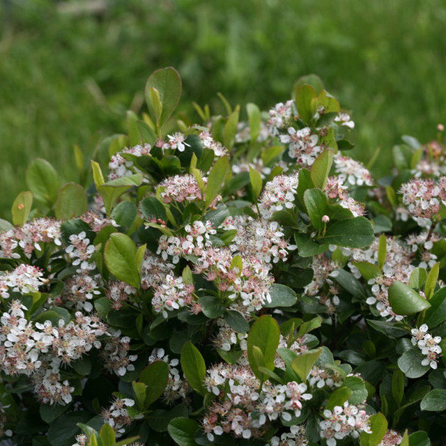 Low Scape Snowfire™ Aronia | Plant Addicts