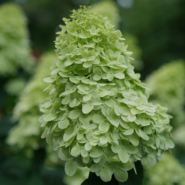 Lime Rickey® Hydrangea | Plant Addicts