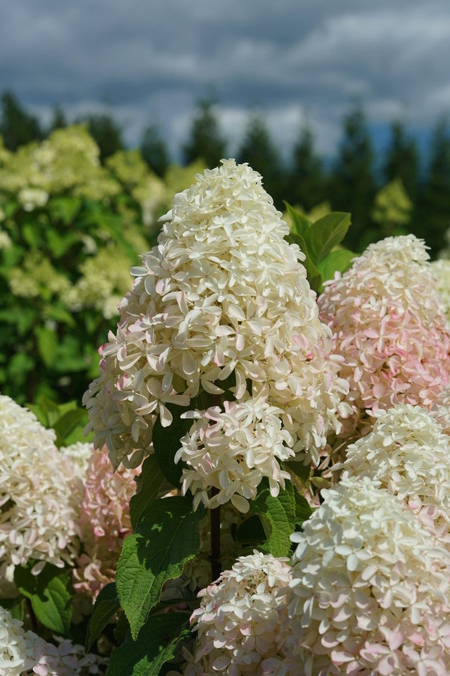 Quick Fire Fab® Hydrangea | Plant Addicts