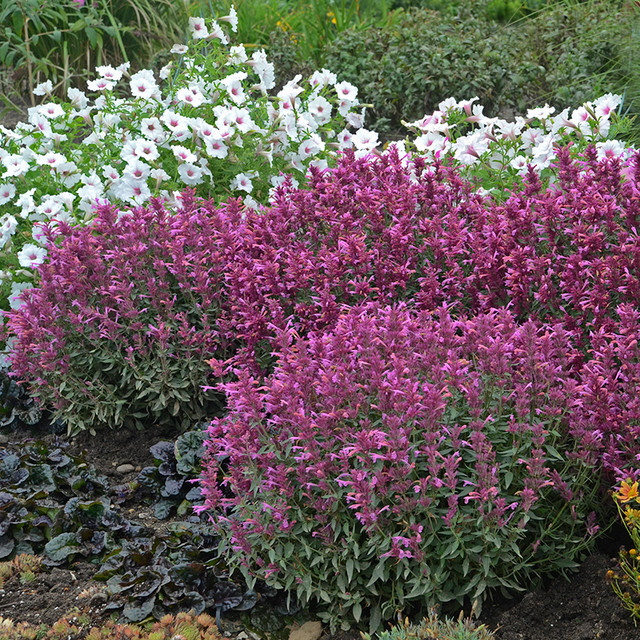Meant to Bee™ Queen Nectarine Anise Hyssop | Plant Addicts